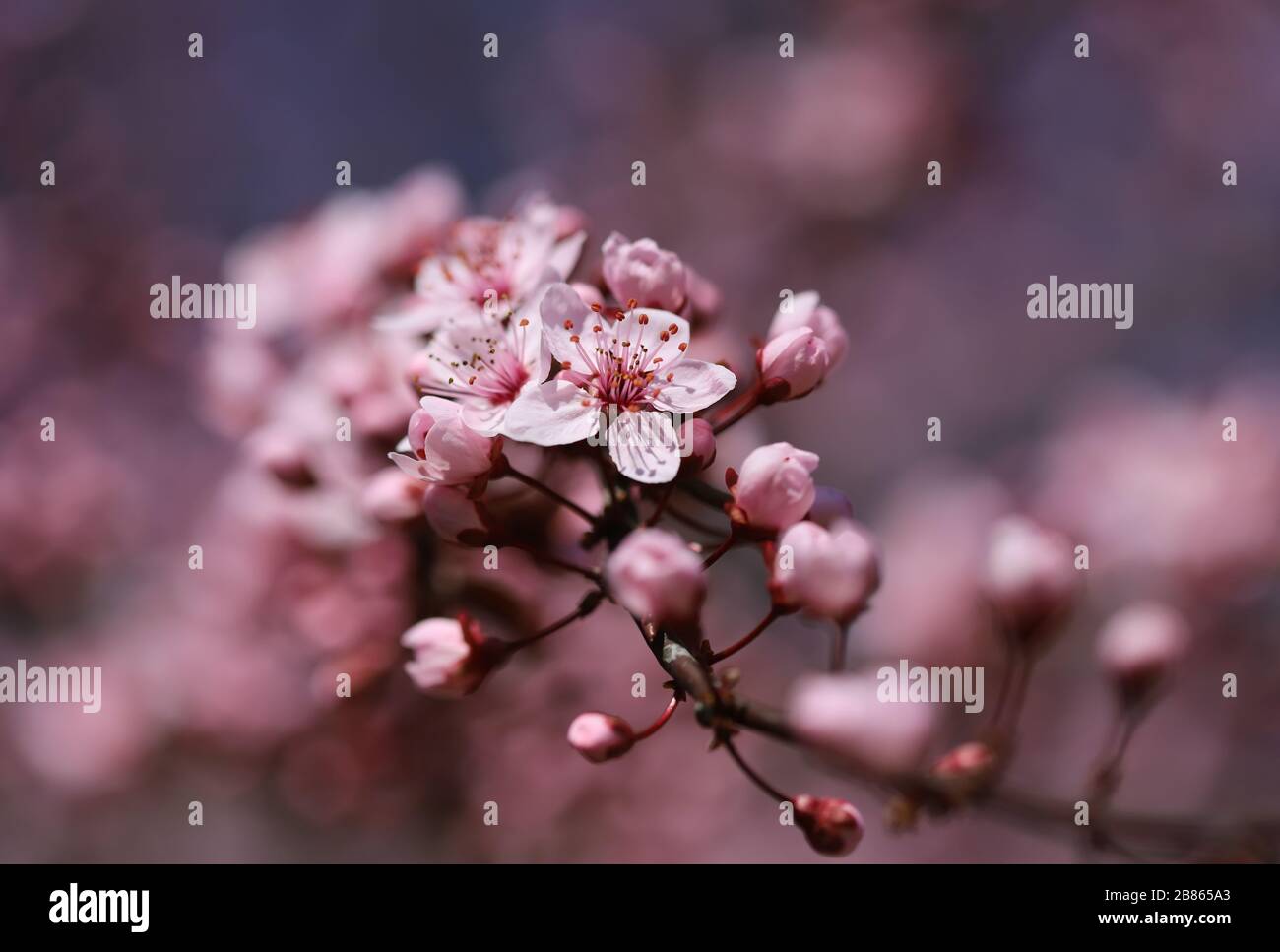 Beautiful spring flowers in blossom Stock Photo - Alamy
