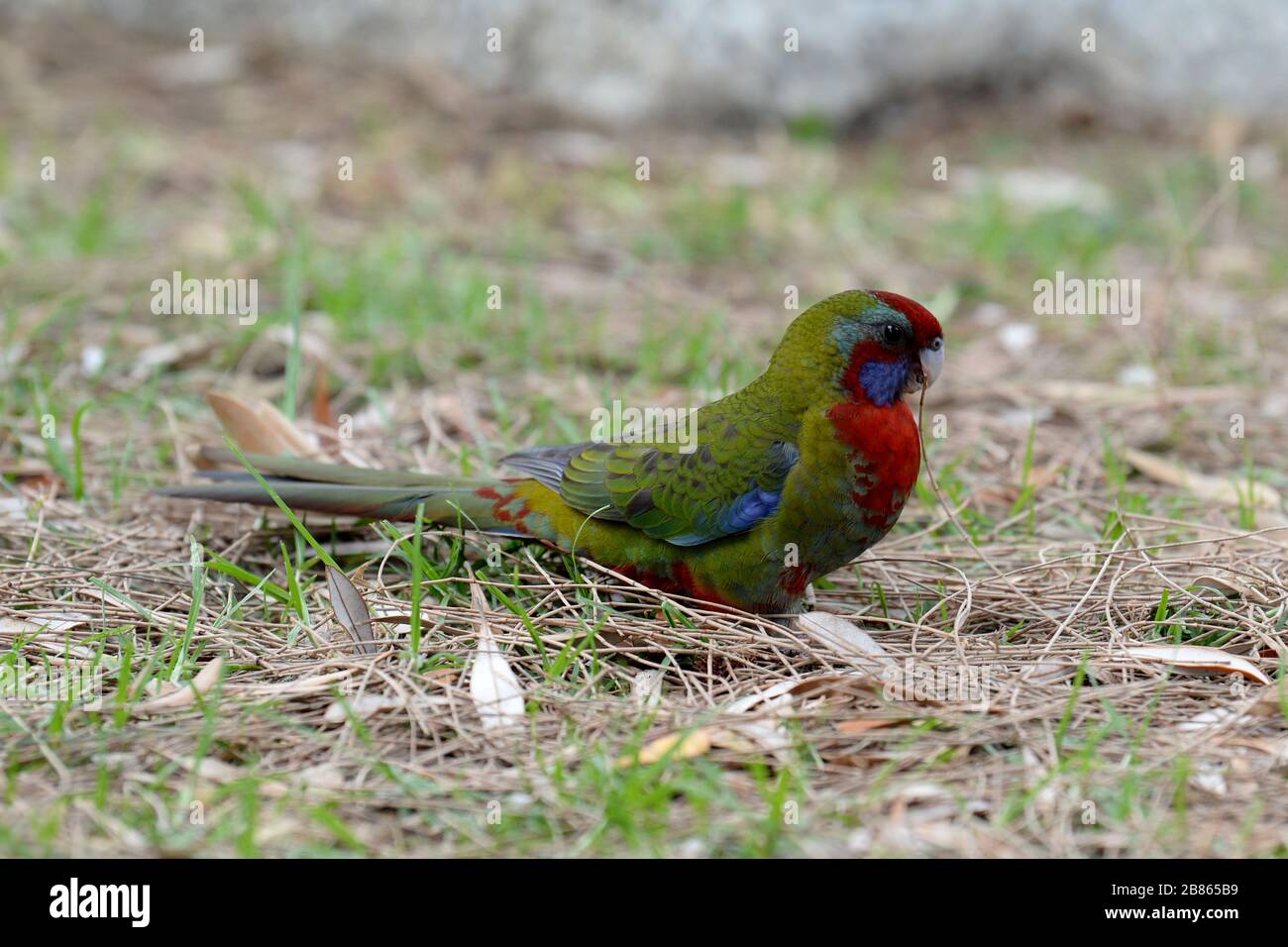 Parrots are both bold and brightly coloured Stock Photo - Alamy
