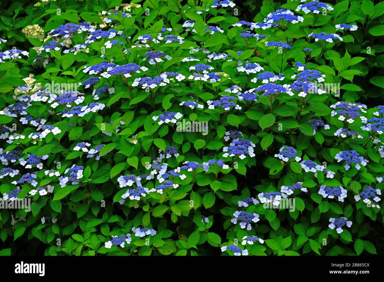 Landscape of hydrangea blooming on a path in Kamakura, Japan Stock ...