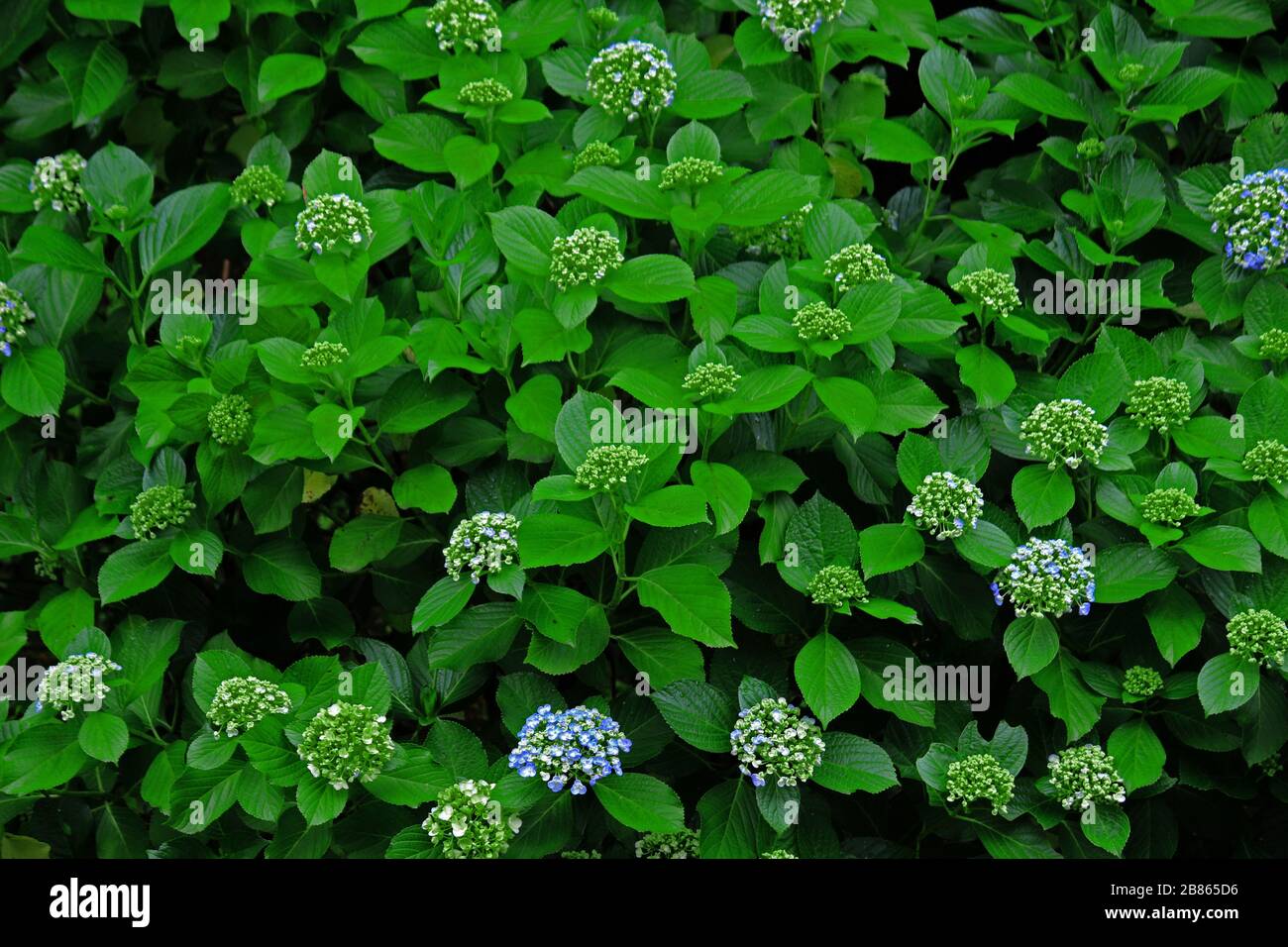 Landscape of hydrangea blooming on a path in Kamakura, Japan Stock ...