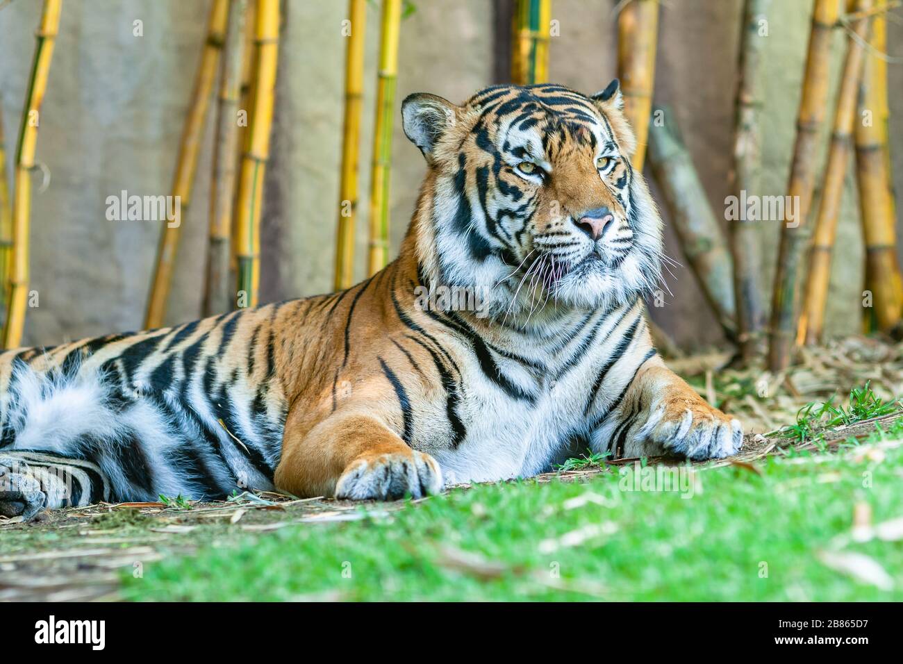 Tiger wildlife animal close up head body portrait laying down in open ...