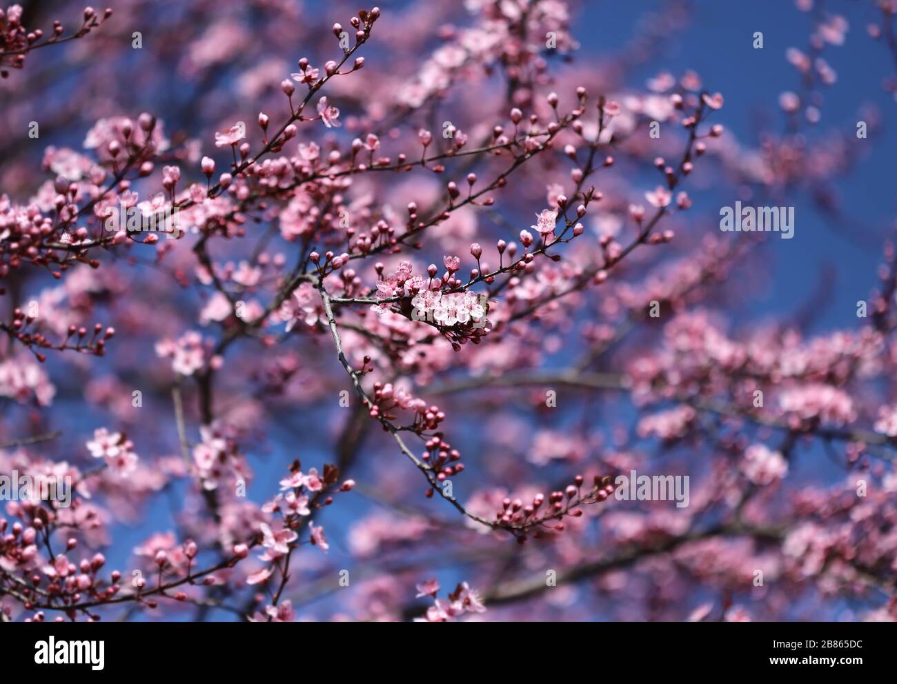 Beautiful spring flowers in blossom Stock Photo - Alamy