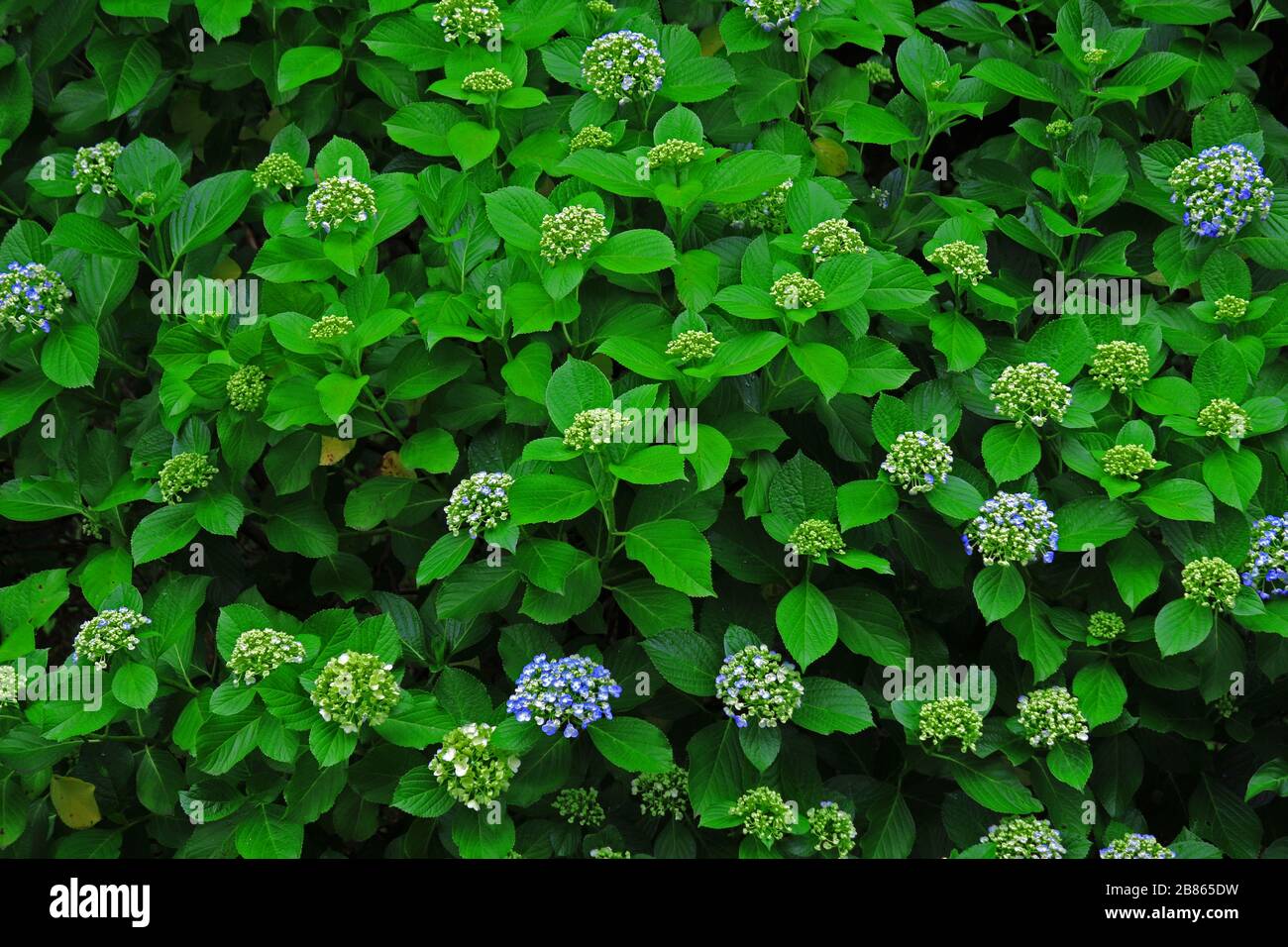 Landscape of hydrangea blooming on a path in Kamakura, Japan Stock ...