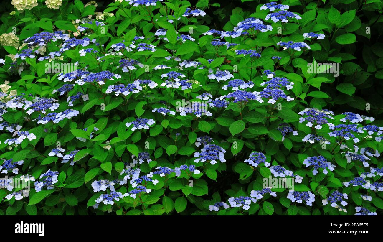 Landscape of hydrangea blooming on a path in Kamakura, Japan Stock ...