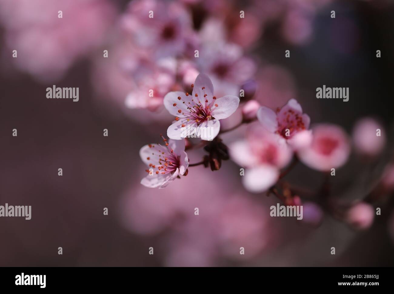 Beautiful spring flowers in blossom Stock Photo - Alamy