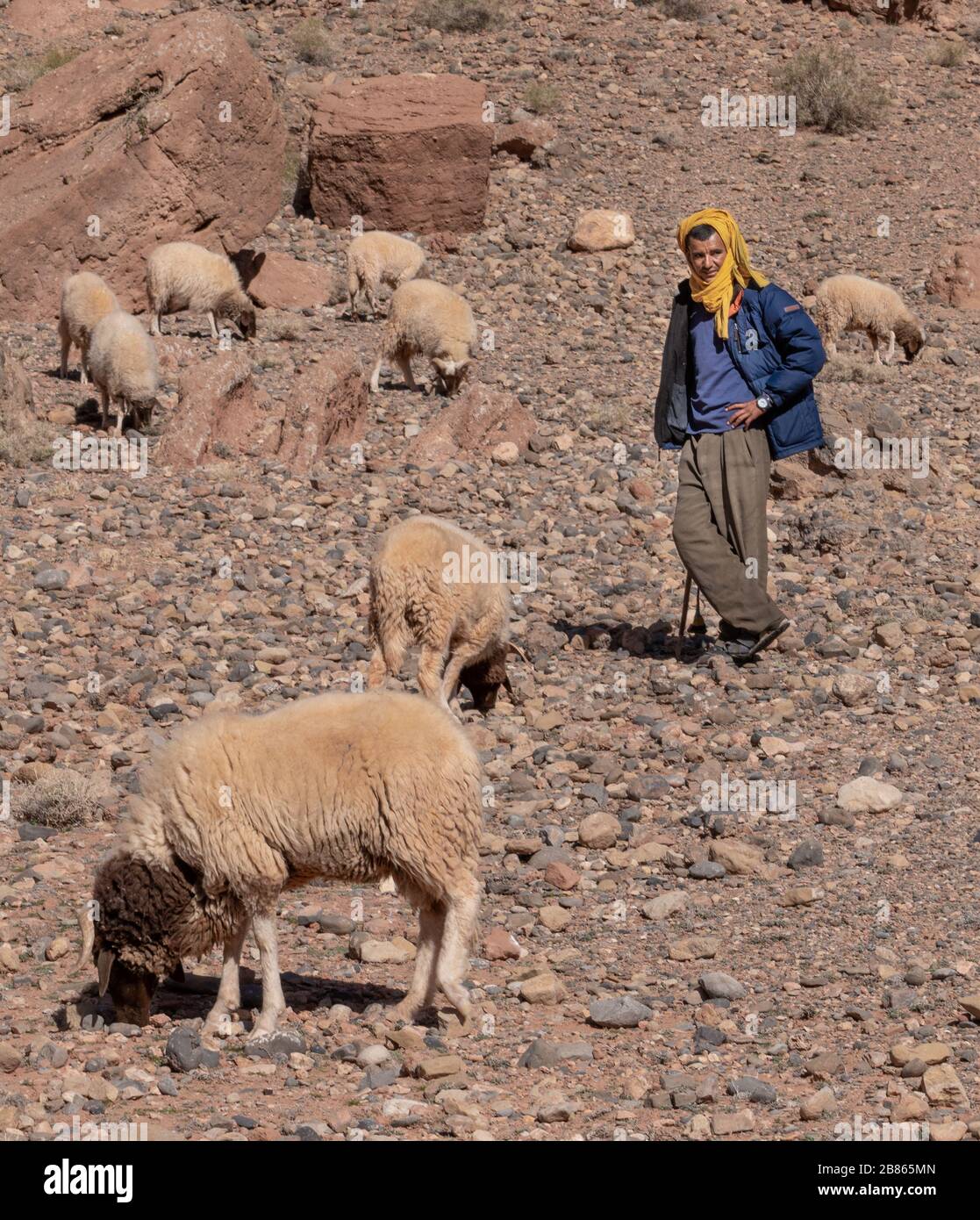 Nomadic Berber shepherd and flock in Morocco Stock Photo - Alamy