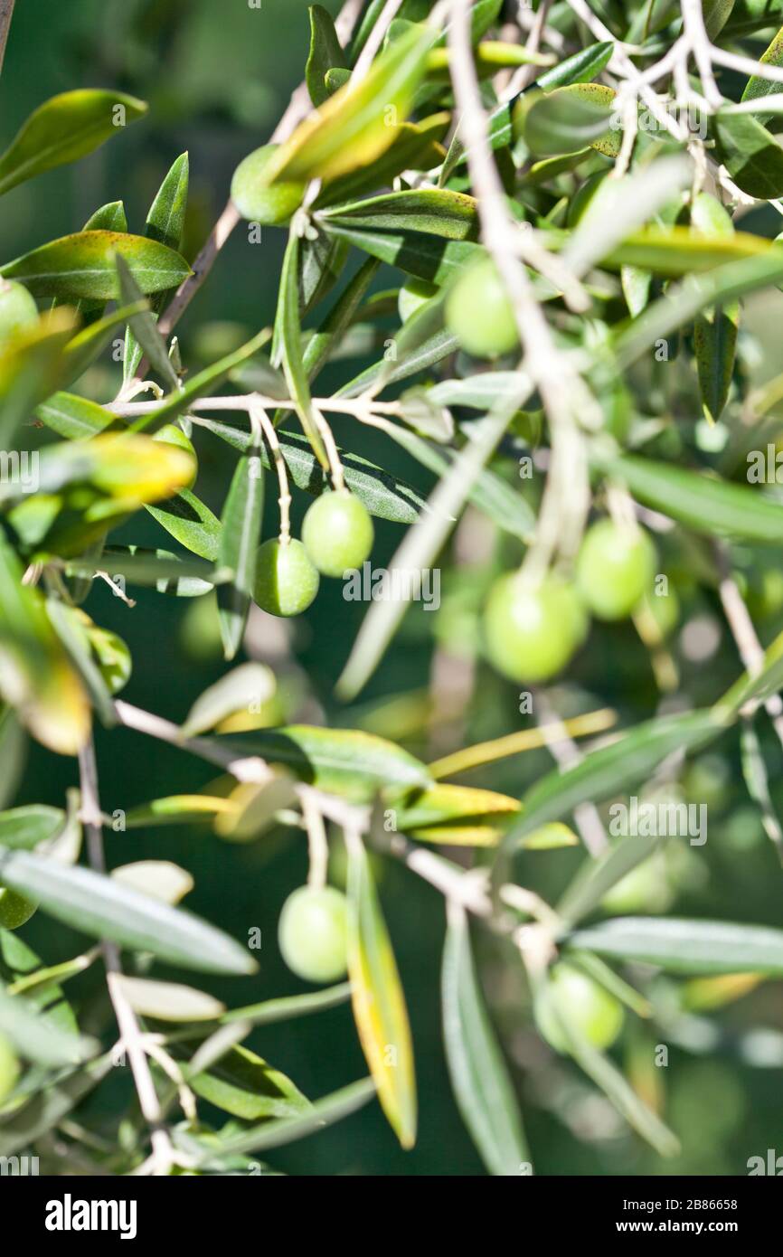 Olive harvesting in tuscany hi-res stock photography and images - Alamy