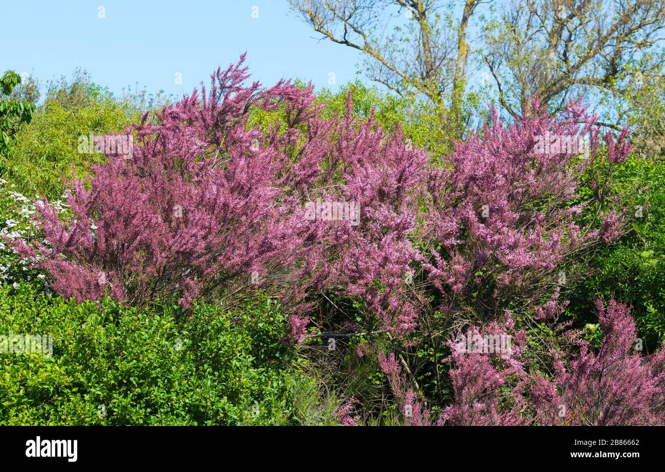 Tamarisk shrub (Tamarix from Tamaricaceae family of plants) in Spring ...