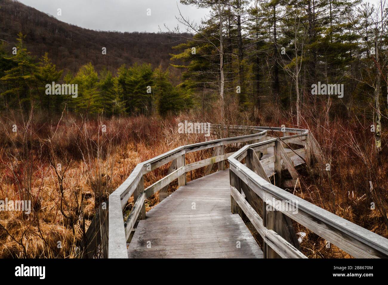 Wooden elevated walkway at Labrador Hollow Unique Area in upstate New ...