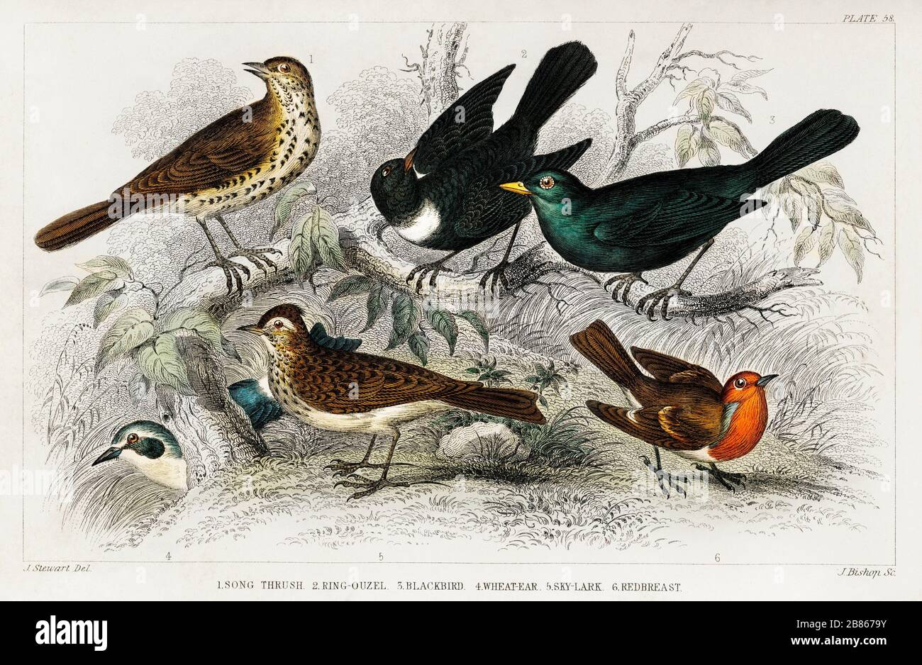 Ring ouzel illustration hi-res stock photography and images - Alamy