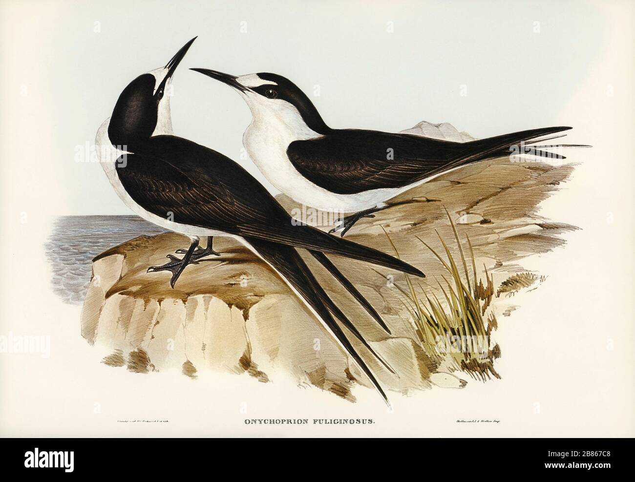 Flying tern drawing hi-res stock photography and images - Alamy