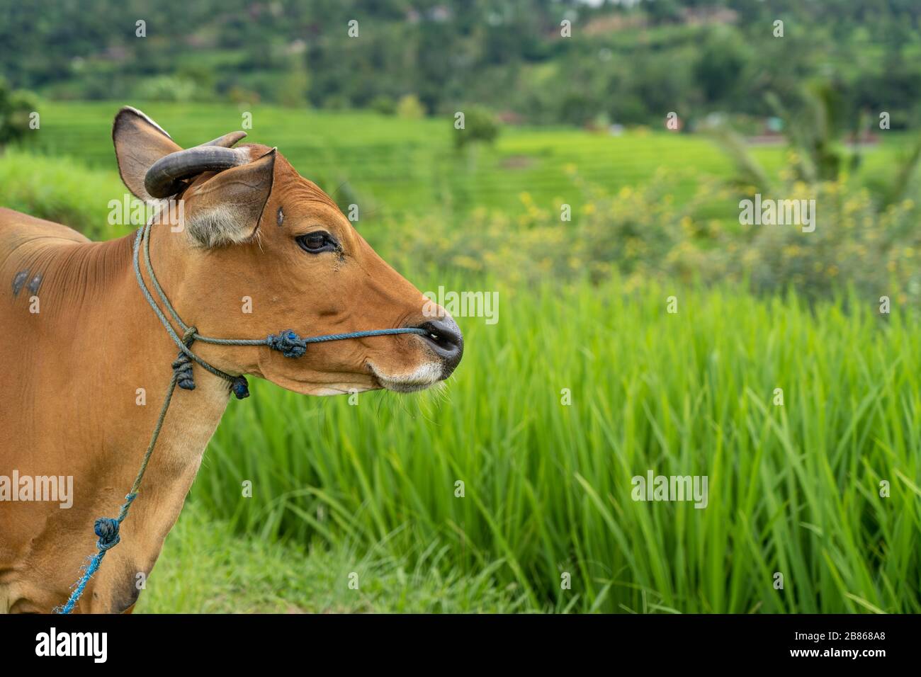 Bali cattle hi-res stock photography and images - Alamy