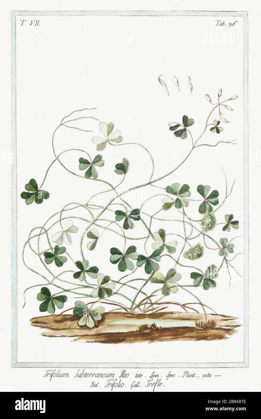 Subterranean clover hi-res stock photography and images - Alamy