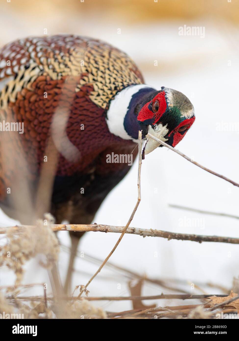 A rooster Pheasant in the late winter in South Dakota Stock Photo - Alamy