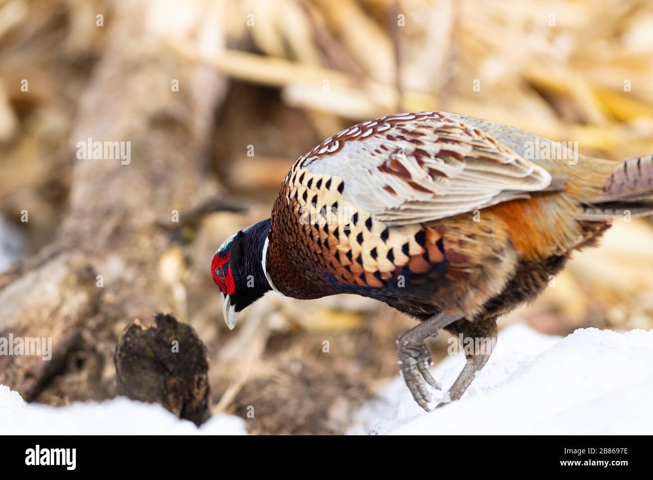 A rooster Pheasant in the late winter in South Dakota Stock Photo - Alamy