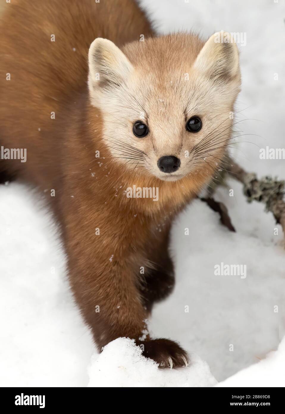 Pine marten in Algonquin Park, Canada in winter snow Stock Photo - Alamy
