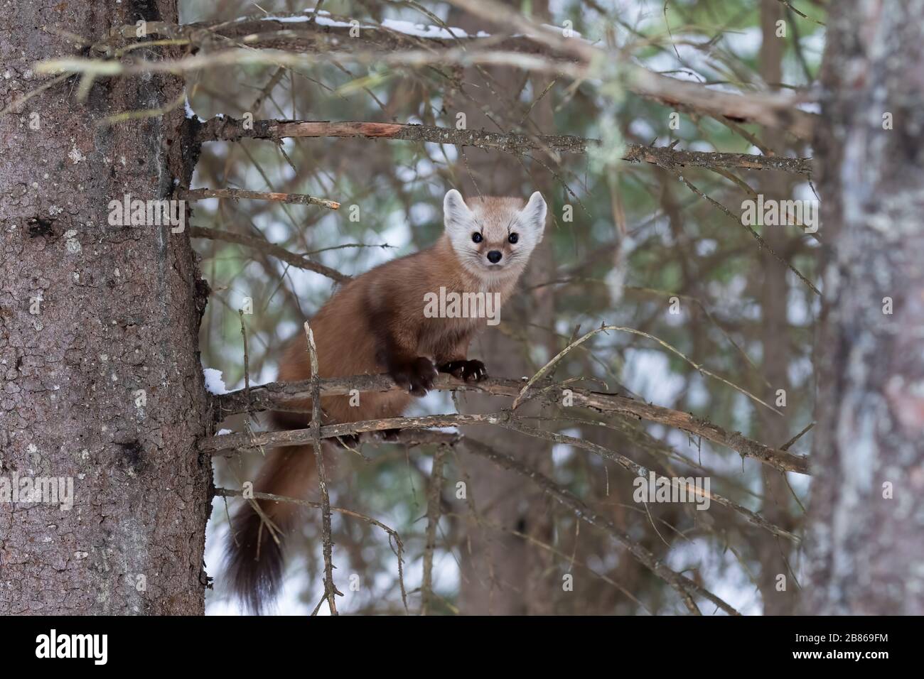 Pine marten on a snow covered tree branch in Algonquin Park, Canada ...