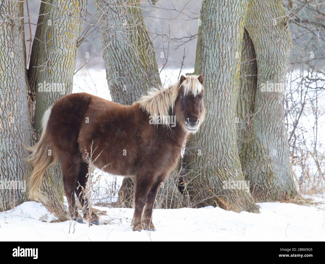 Outdoor pony hi-res stock photography and images - Alamy