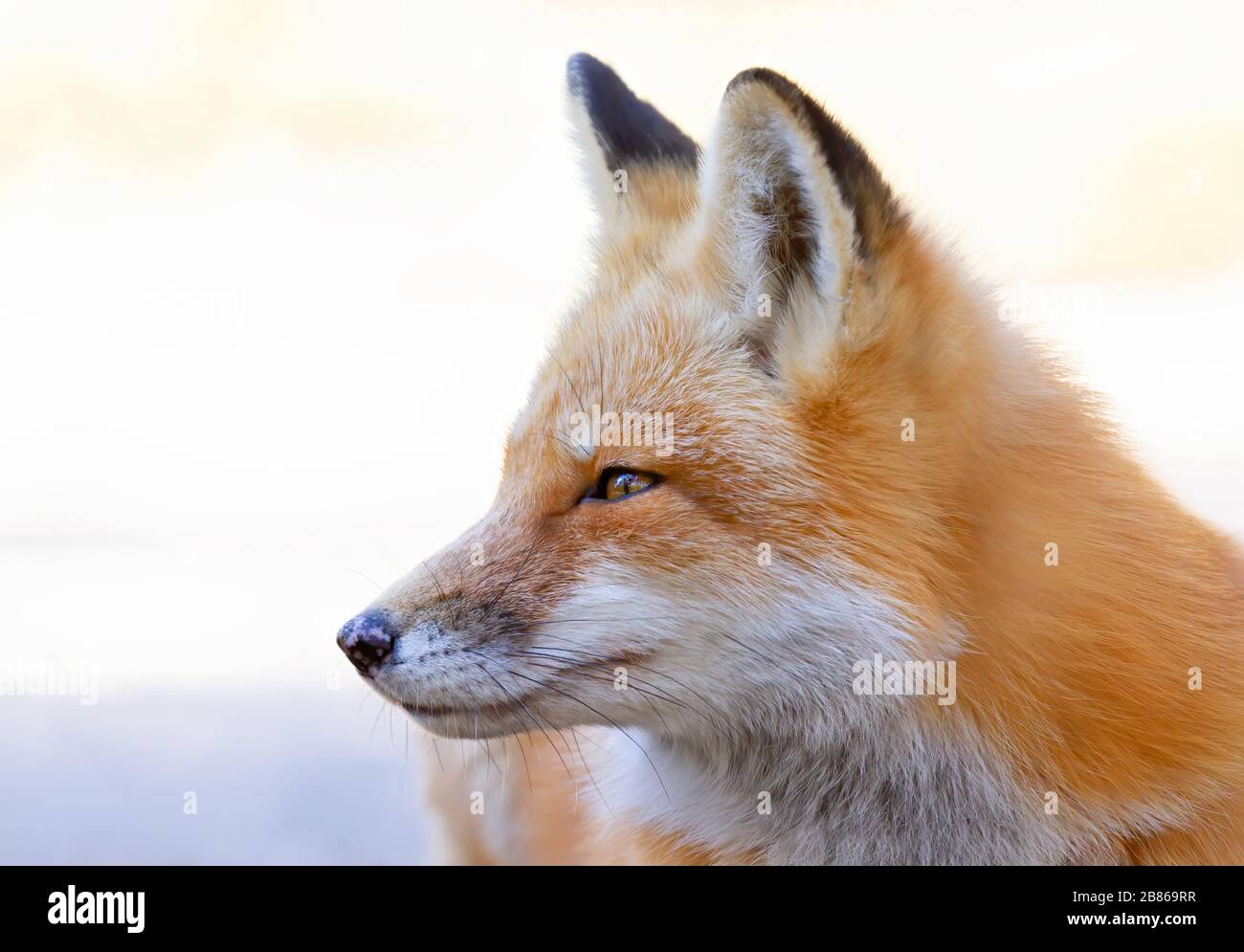 Red fox Vulpes vulpes in pine tree forest sitting in Algonquin Park ...