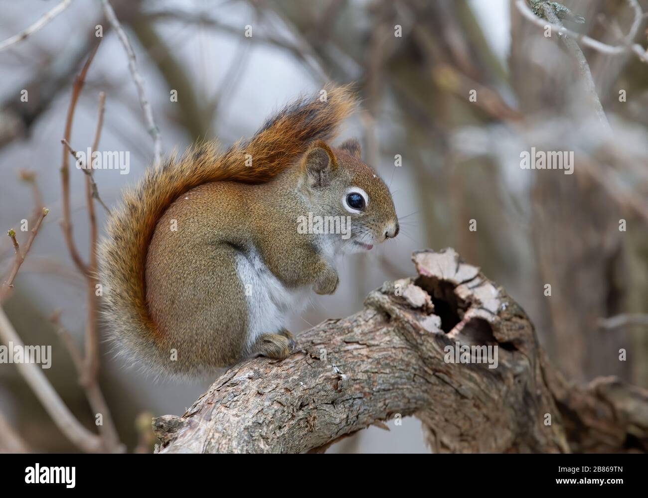 Squirrel with cone hi-res stock photography and images - Alamy