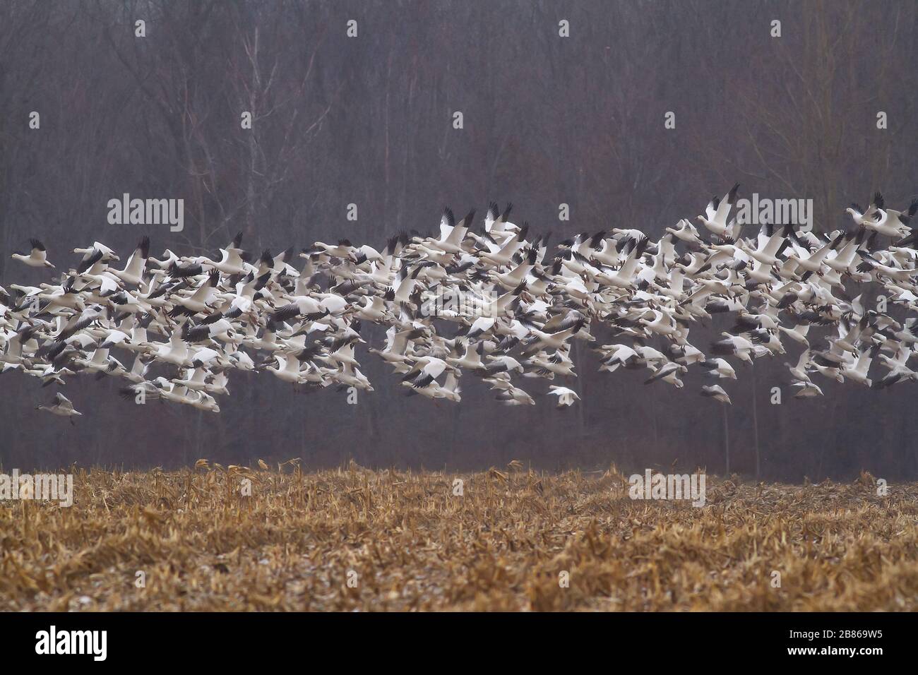Canada geese in cornfield hi-res stock photography and images - Alamy