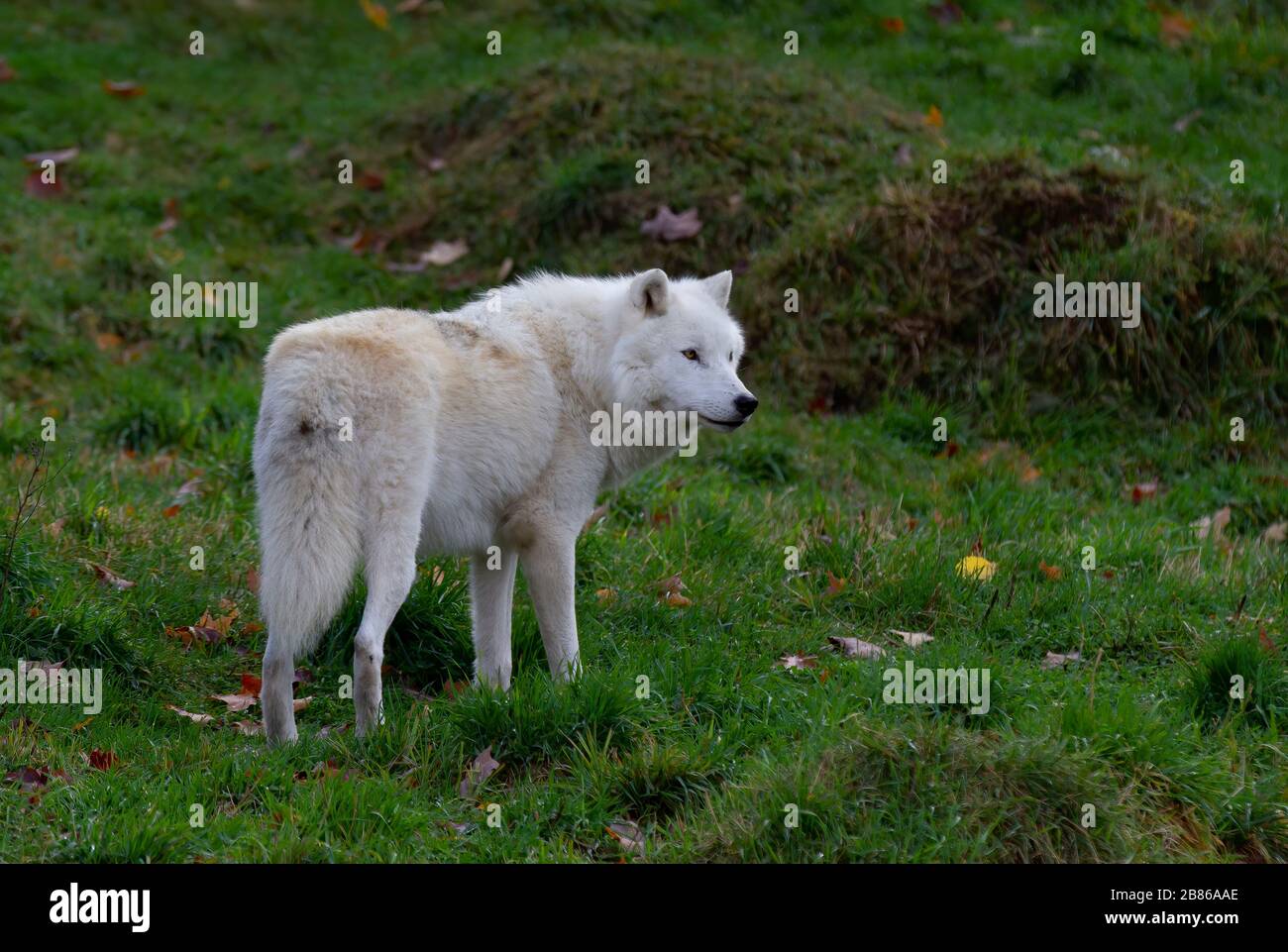 Arctic wolf closeup walking the the meadow in spring in Canada Stock ...