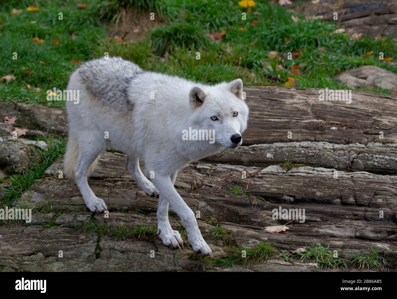 Arctic wolf closeup walking the the meadow in spring in Canada Stock ...