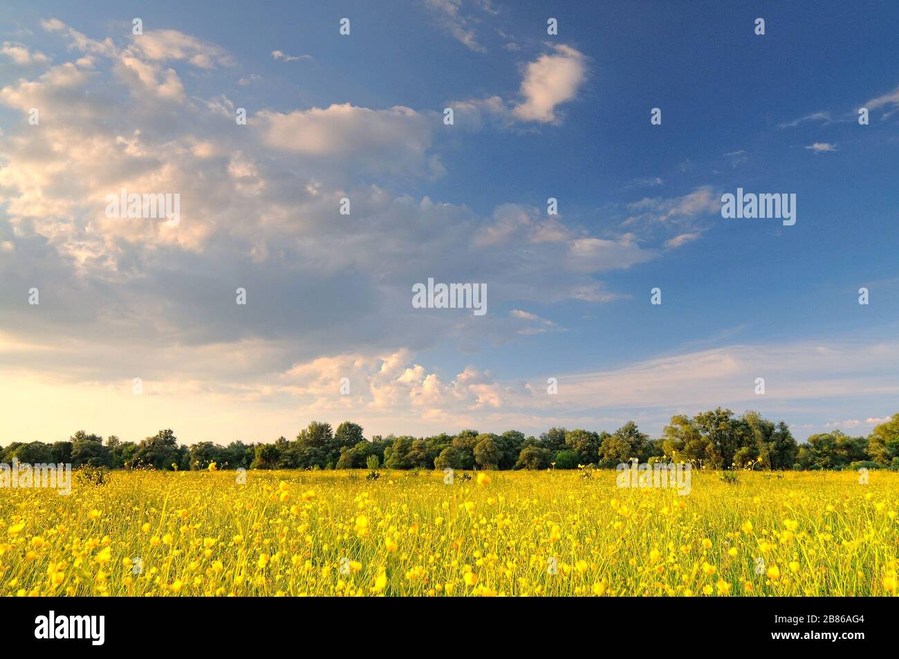 Spring nature landscape with bright yellow blooming flowers and blue ...