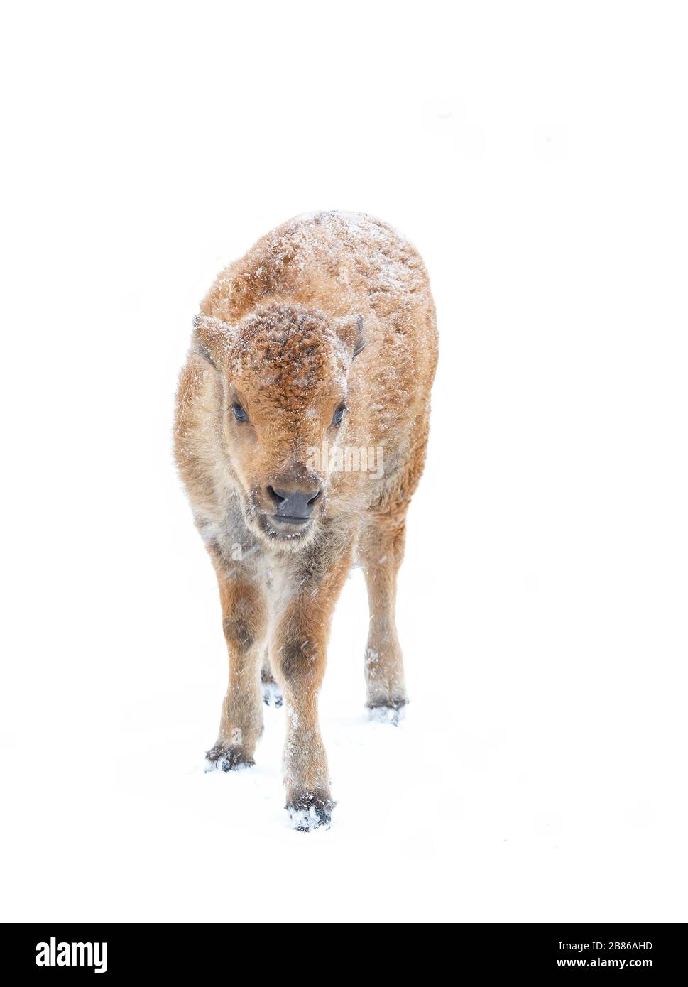 American Bison, buffalo calf isolated against a white background ... American Bison, buffalo calf isolated against a white background ...