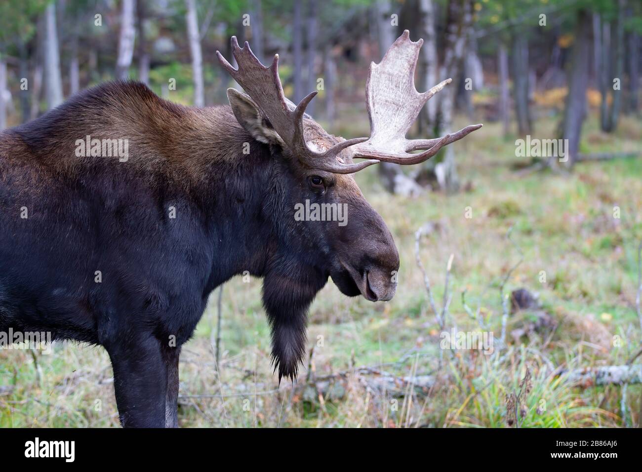 Bull Moose with huge antlers Alces alces sticking out his tongue in ...