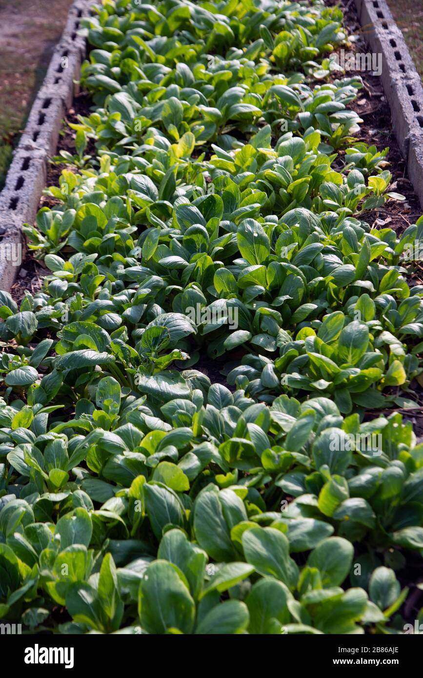 Cantonese vegetables while being weak in the field. ( Mok Pak Choi ...