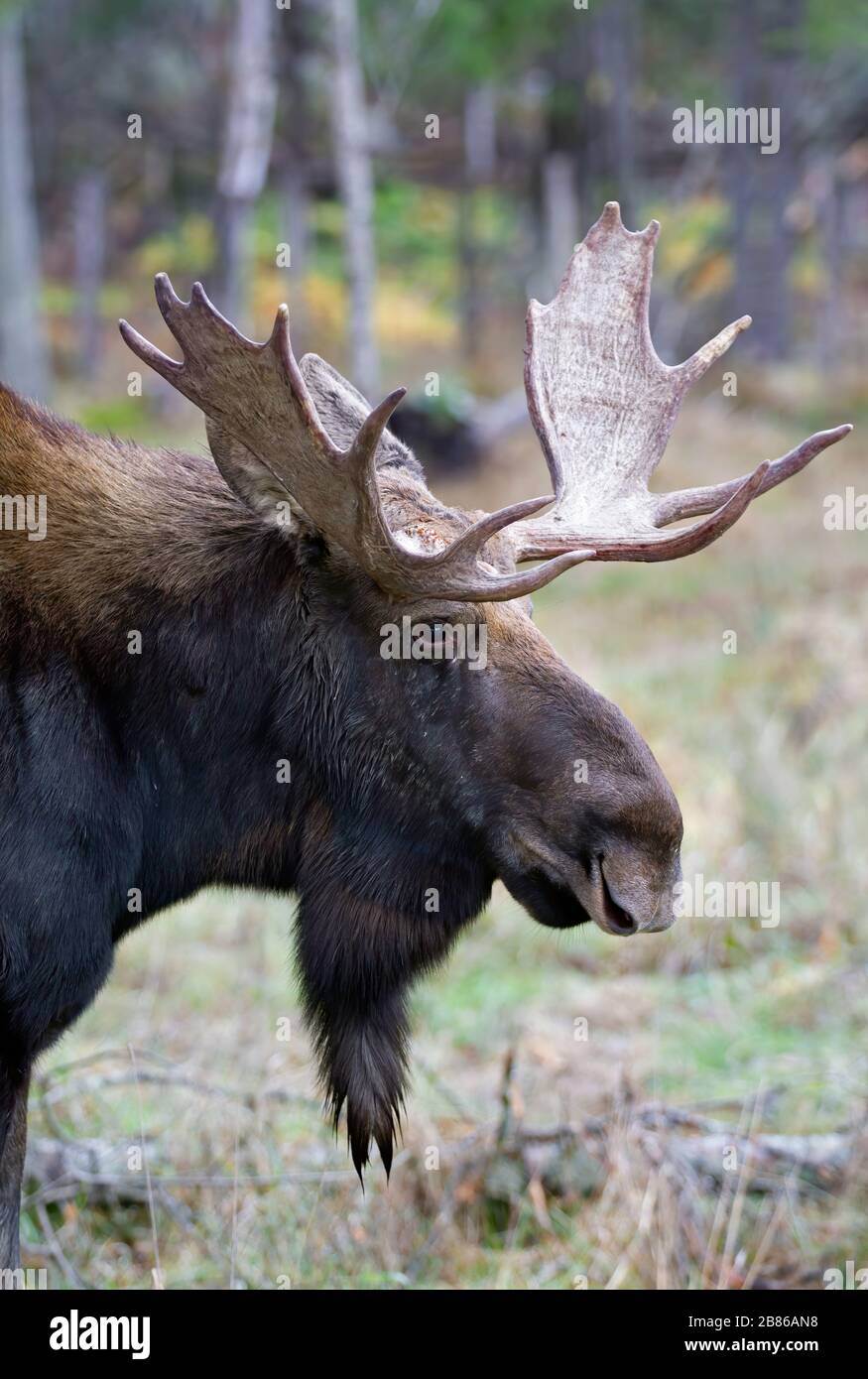 Huge Moose Rack