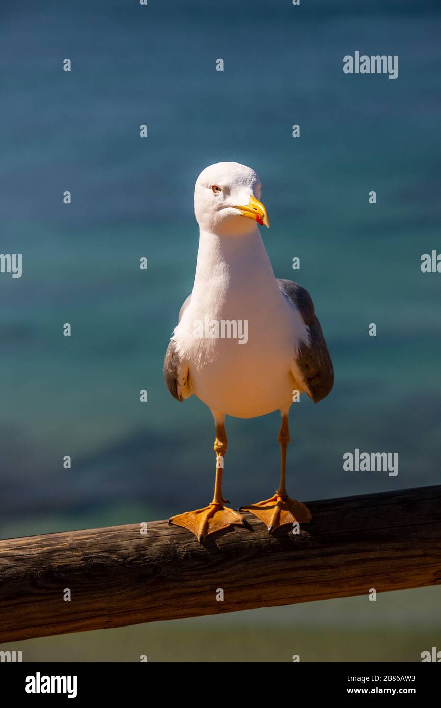 Seagull protection hi-res stock photography and images - Alamy