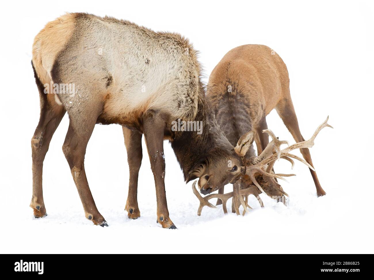 North american elk antler hi-res stock photography and images - Alamy