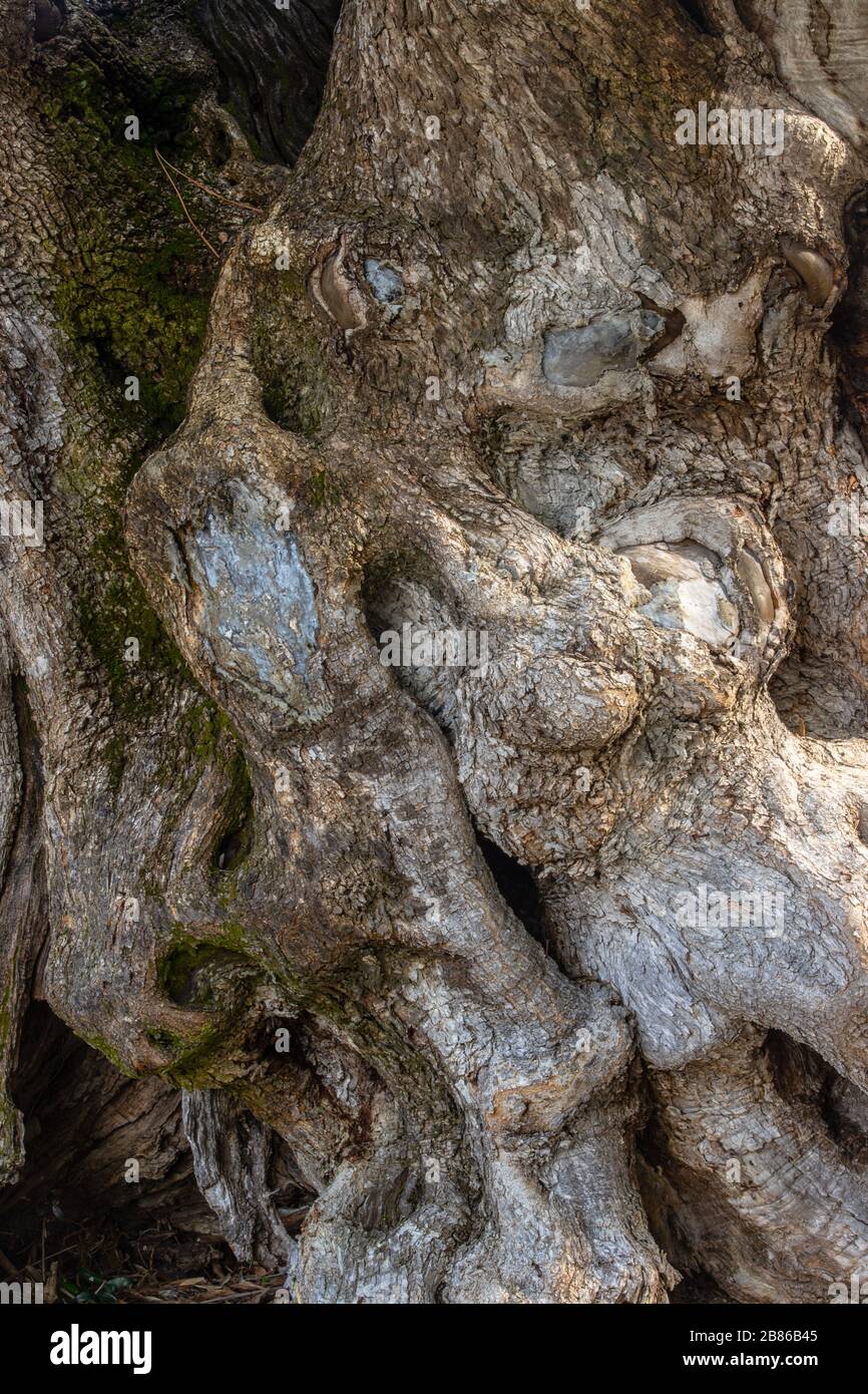very old tree bark Stock Photo - Alamy