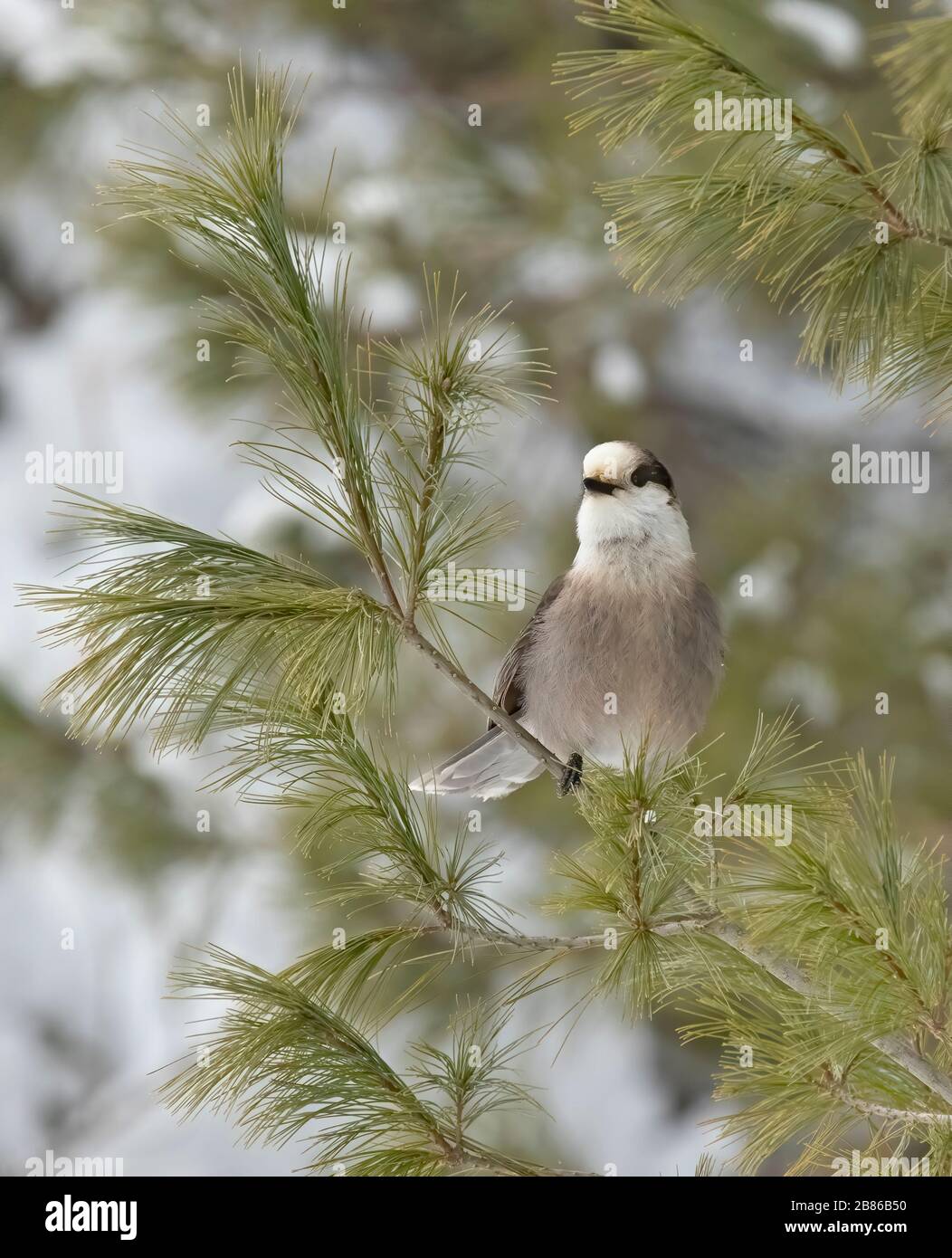 Provincial bird of ontario hi-res stock photography and images - Alamy