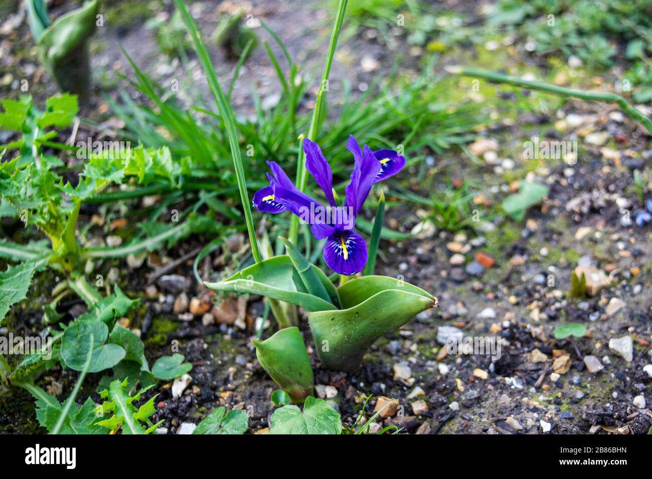 A dark blue purple dwarf or pygmy iris, iris pumila, in a rather ...