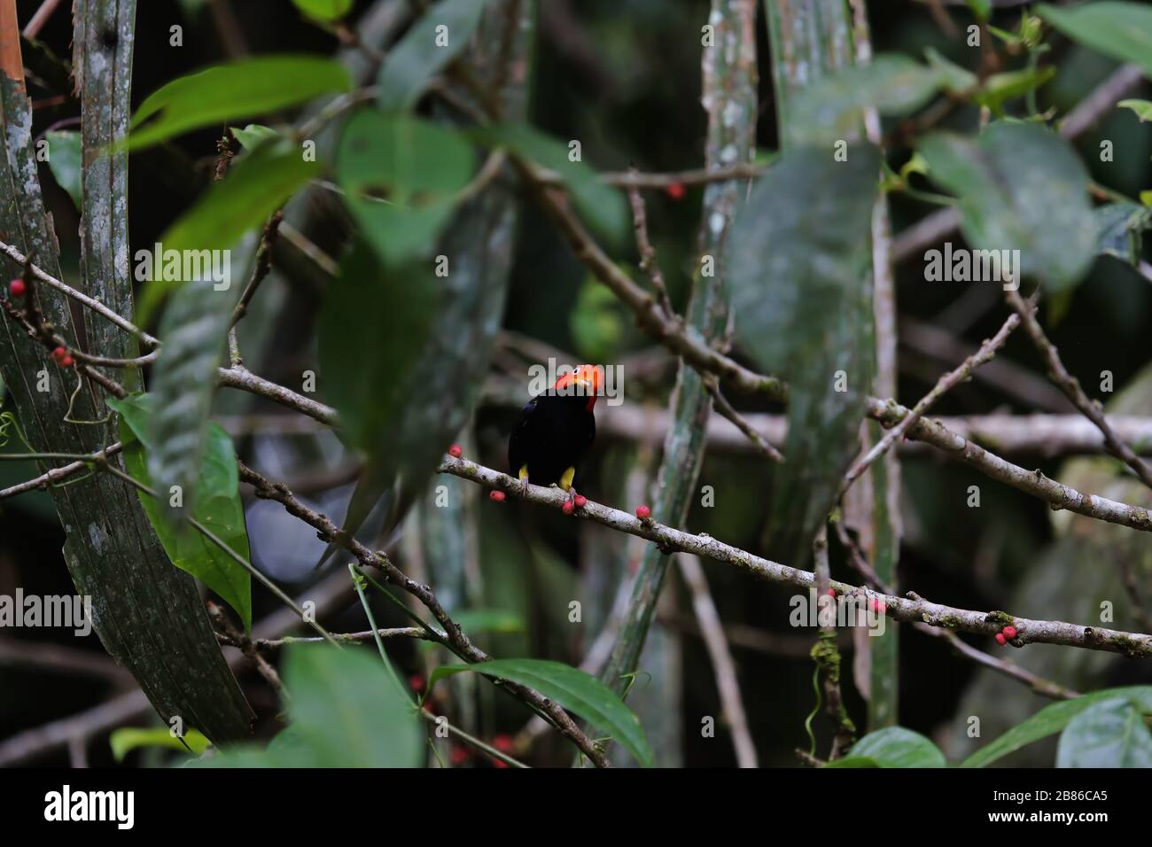 Beautiful and rare specimen of the Red-capped manakin, Costa Rica Stock ...