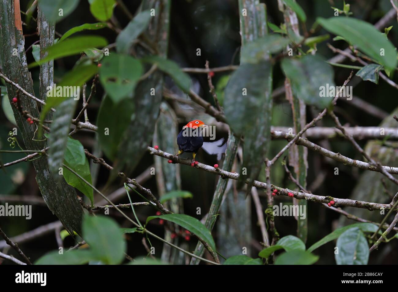 Beautiful and rare specimen of the Red-capped manakin, Costa Rica Stock ...