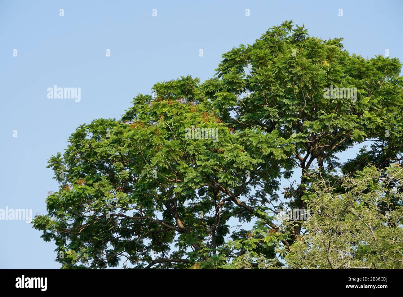 Thailand National Park Flower, trees and animals Stock Photo - Alamy