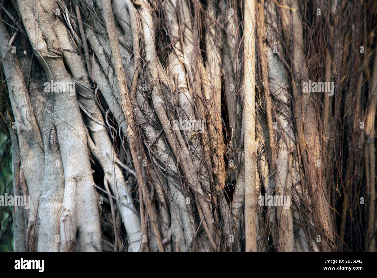 Texture and background very big banyan tree is Ficus benjamina Linn ...