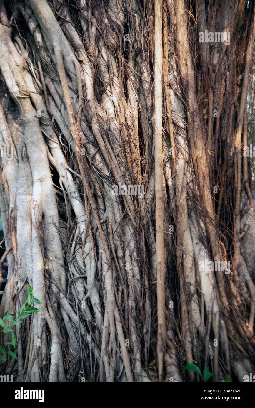 Texture and background very big banyan tree is Ficus benjamina Linn ...