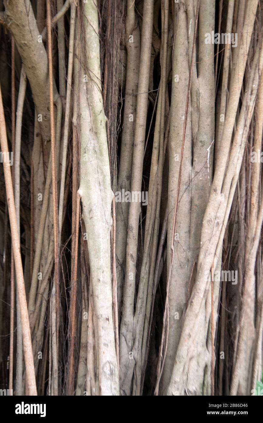 Texture and background very big banyan tree is Ficus benjamina Linn ...