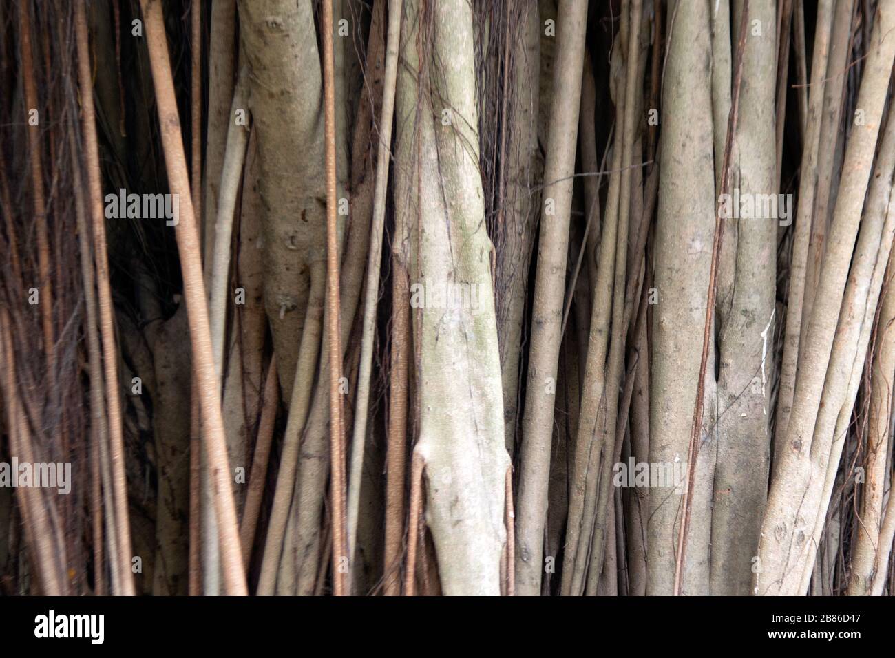 Texture and background very big banyan tree is Ficus benjamina Linn ...