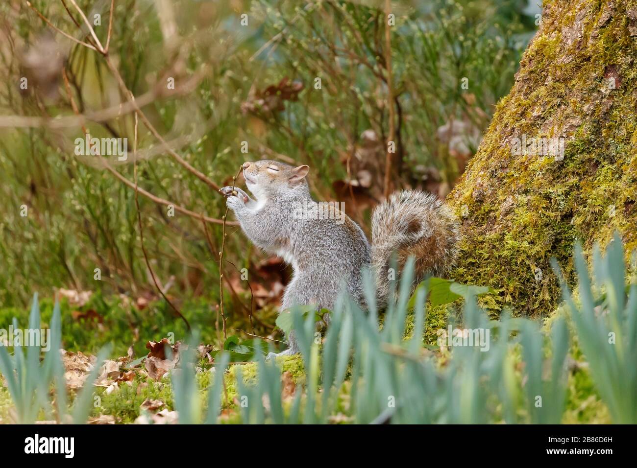 A grey squirrel smelling a plant or flower in a spring woodland scene ...