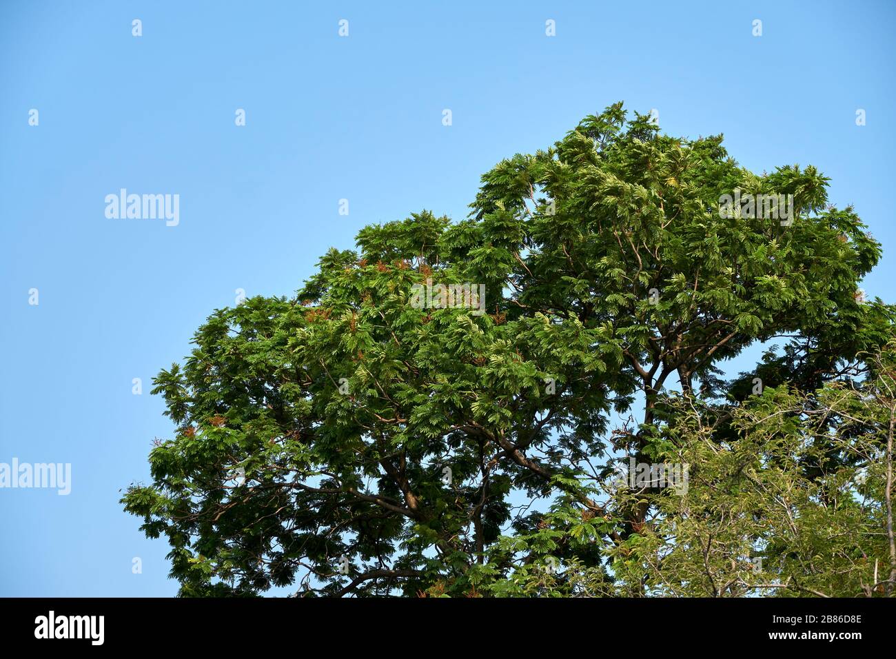 Thailand National Park Flower, trees and animals Stock Photo - Alamy