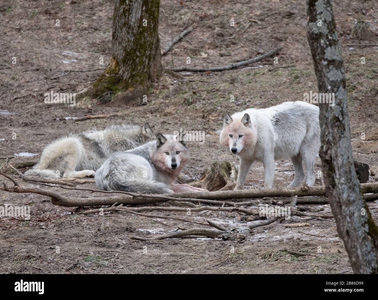 Pack wolves eating hi-res stock photography and images - Alamy