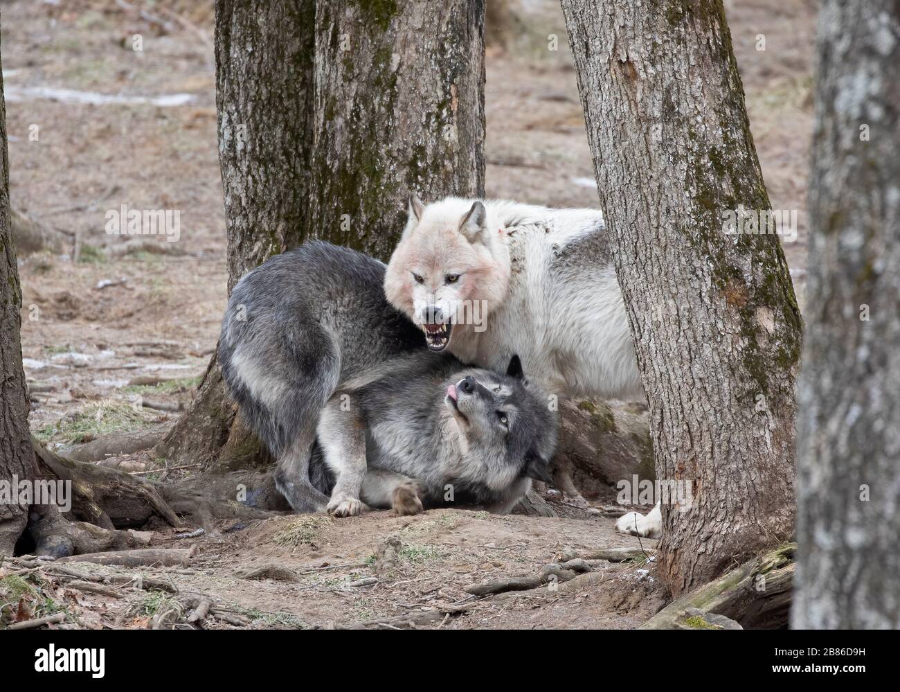 Two Black wolves playing in the forest in Canada Stock Photo - Alamy