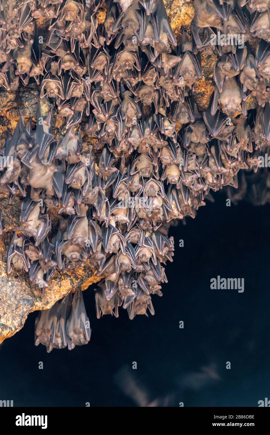 Bat cave with hundreds bats out of the Pura Goa Lawah in Bali ...