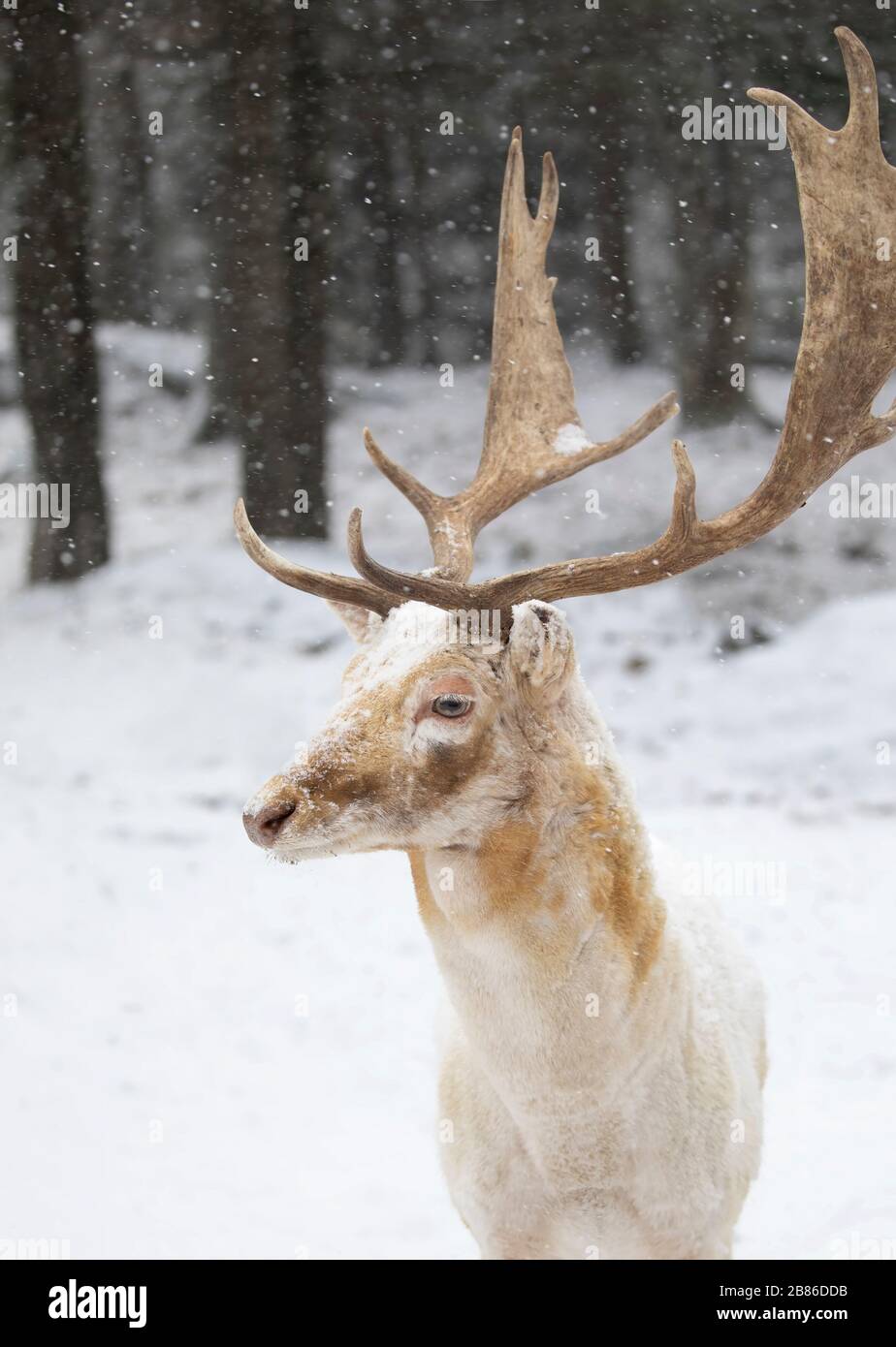 Fallow deer stag (Dama dama) with large antlers poses in a winter field ...